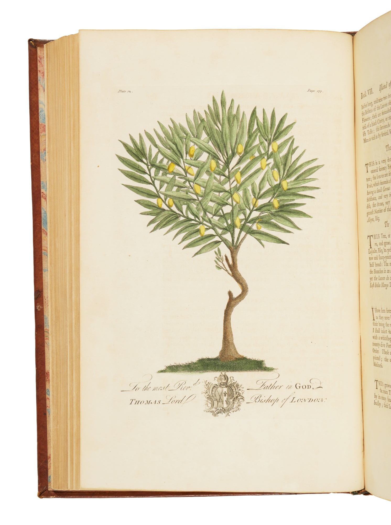 Hughes, Griffith | One of the most important early botanical treatises ...