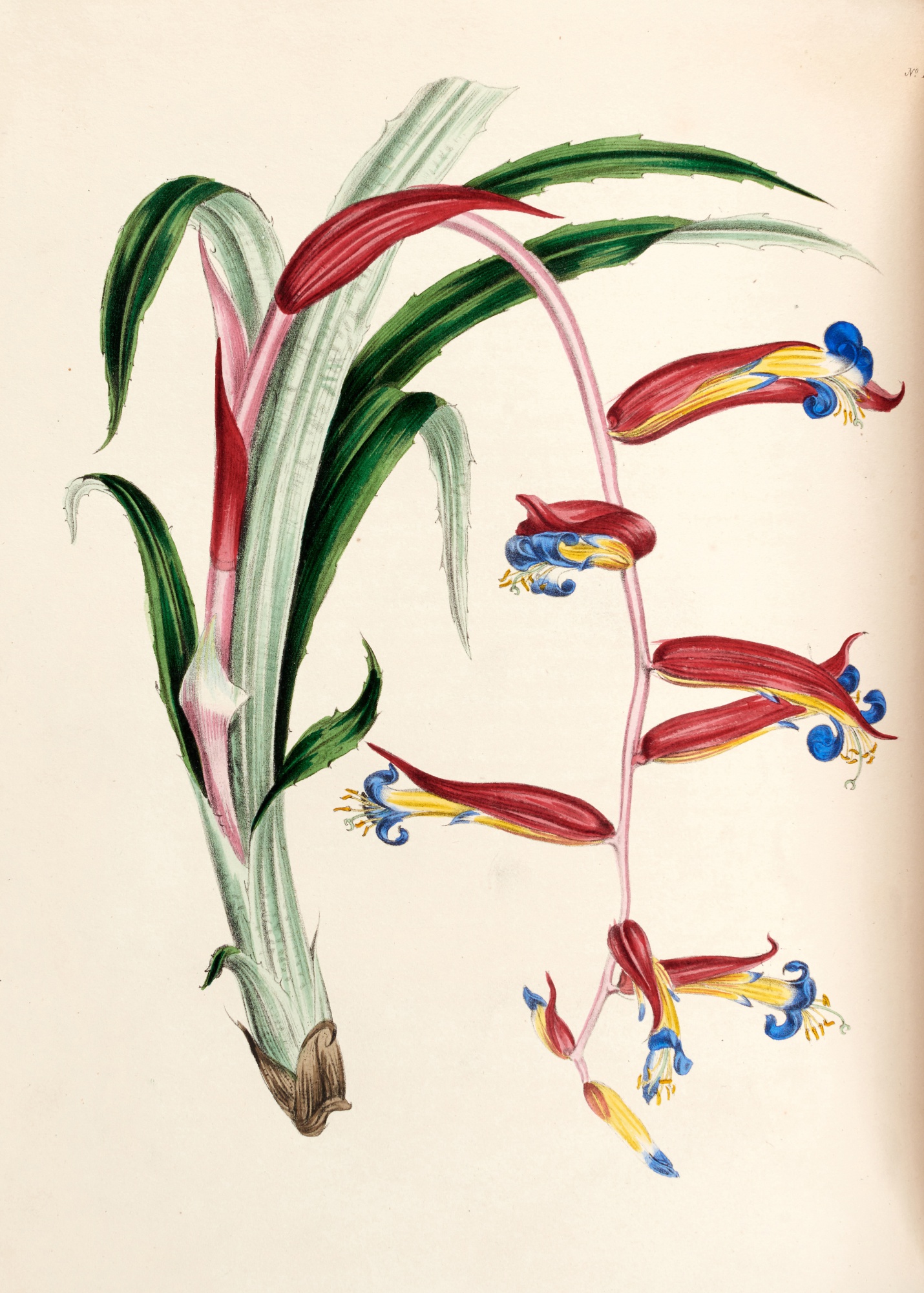 G.B. Knowles and Frederic Westcott | The floral cabinet, 1837-40, 3 ...