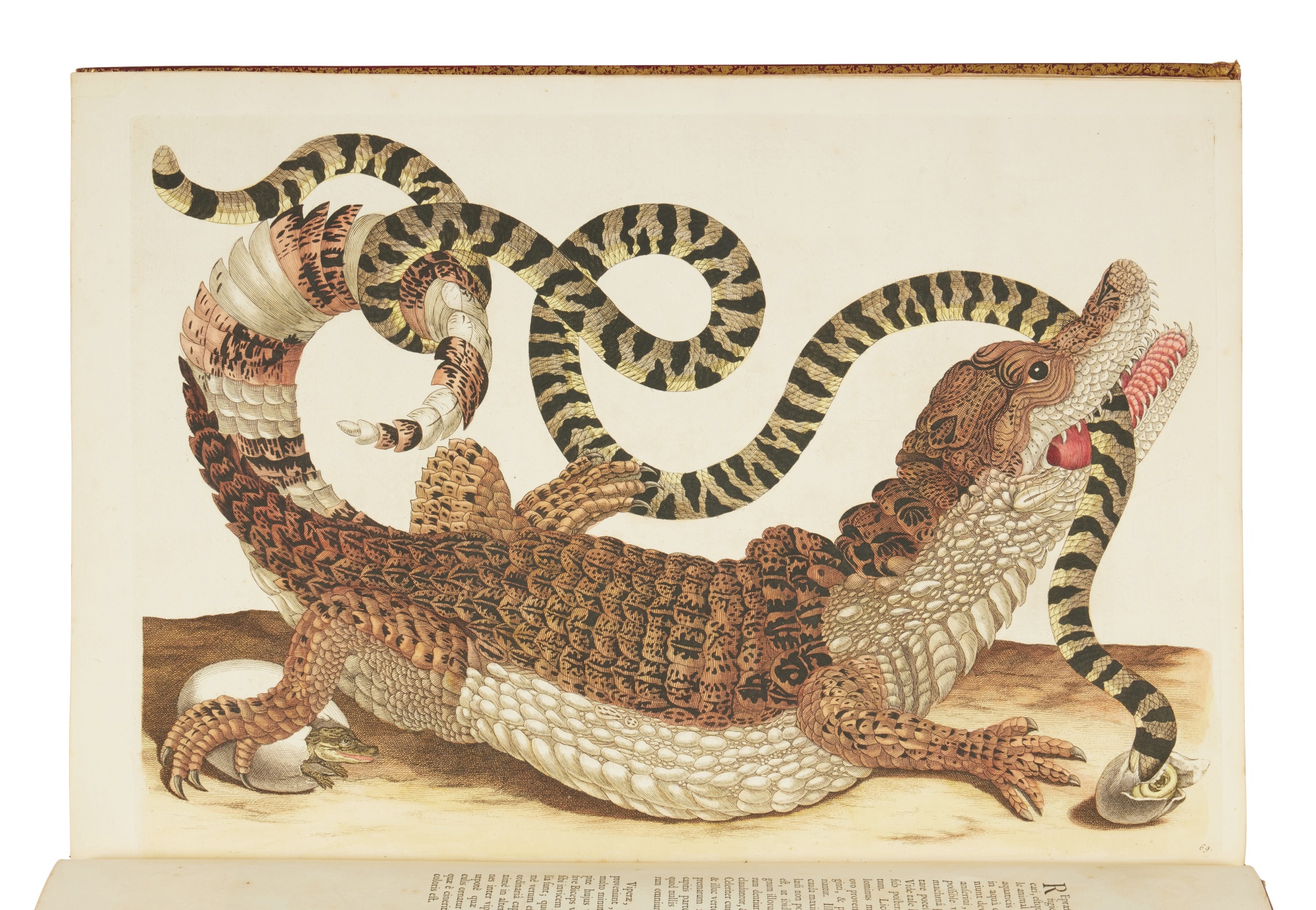 Merian, Maria Sibylla | Merian's classic study on tropical insects ...