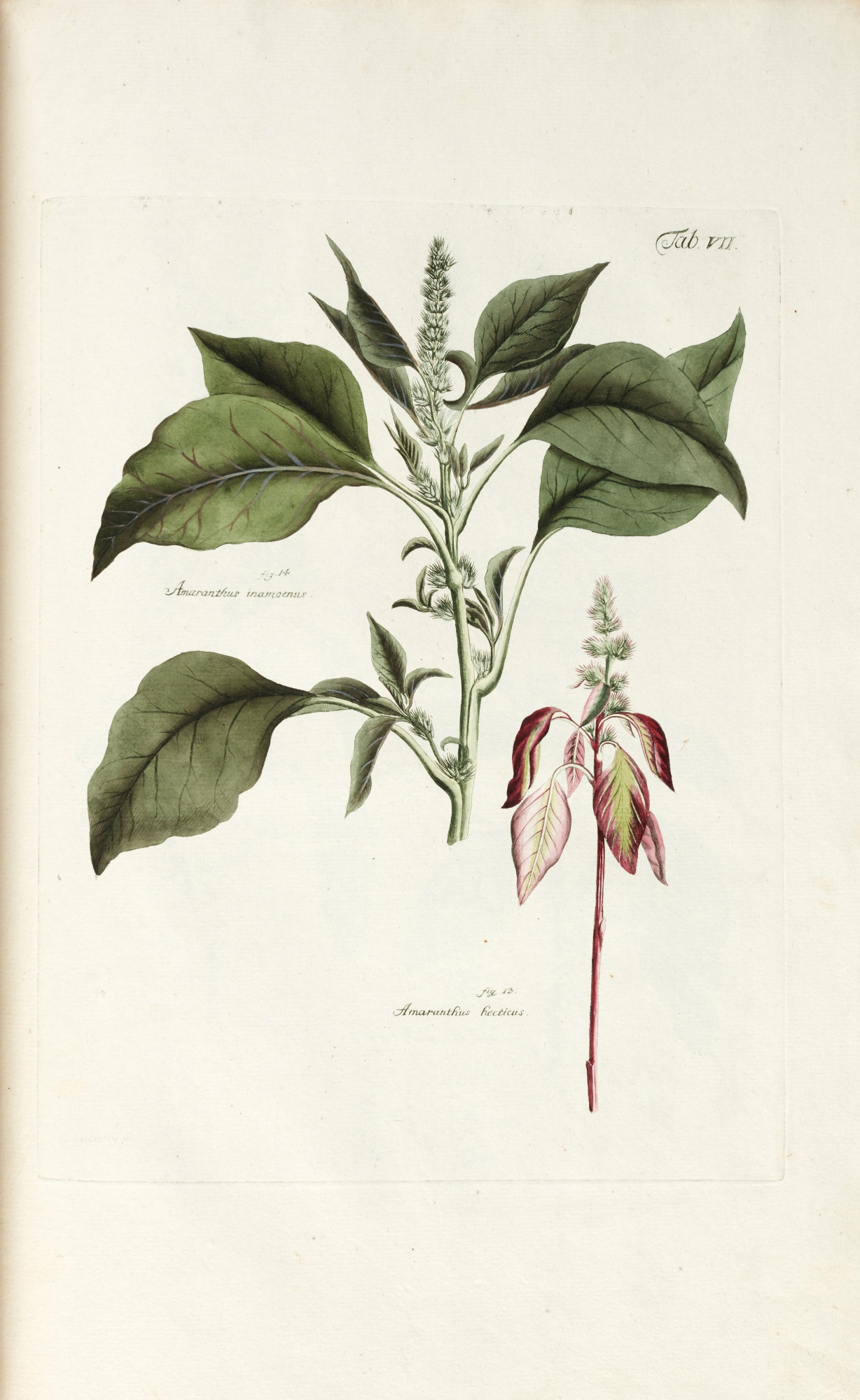 Carl Ludwig Willdenow | Historia amaranthorum, Zurich, [1790]-1798 ...