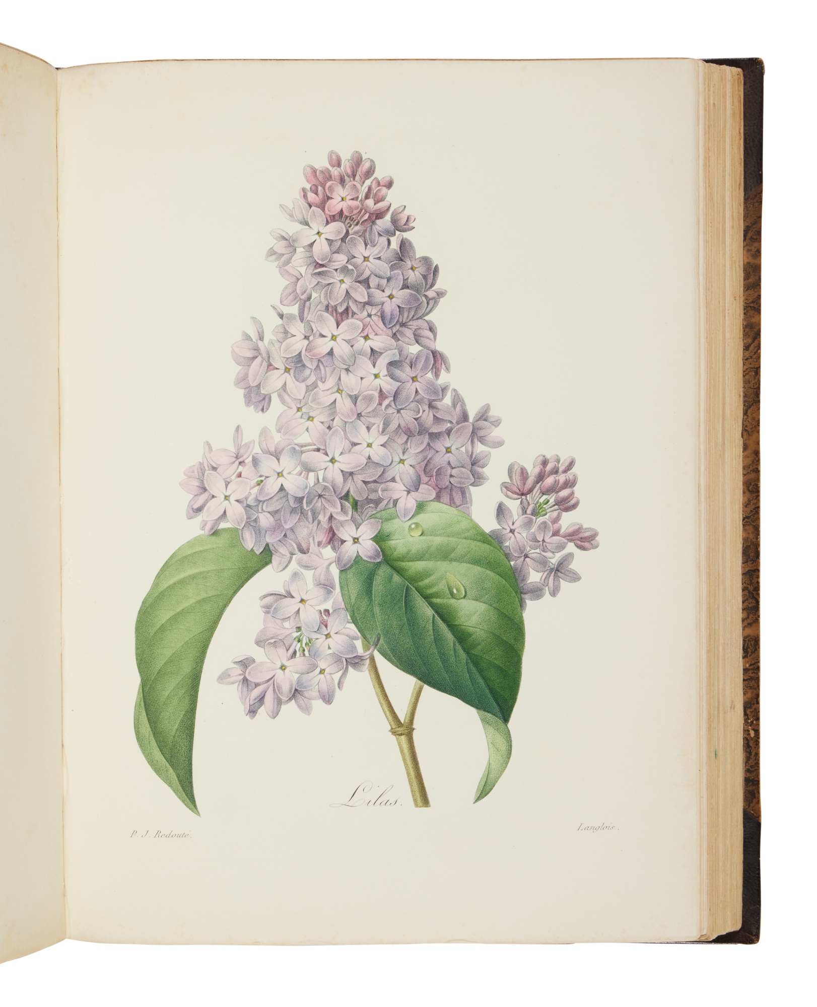 Redouté, Pierre-Joseph | "But would a rose by any other name would ...