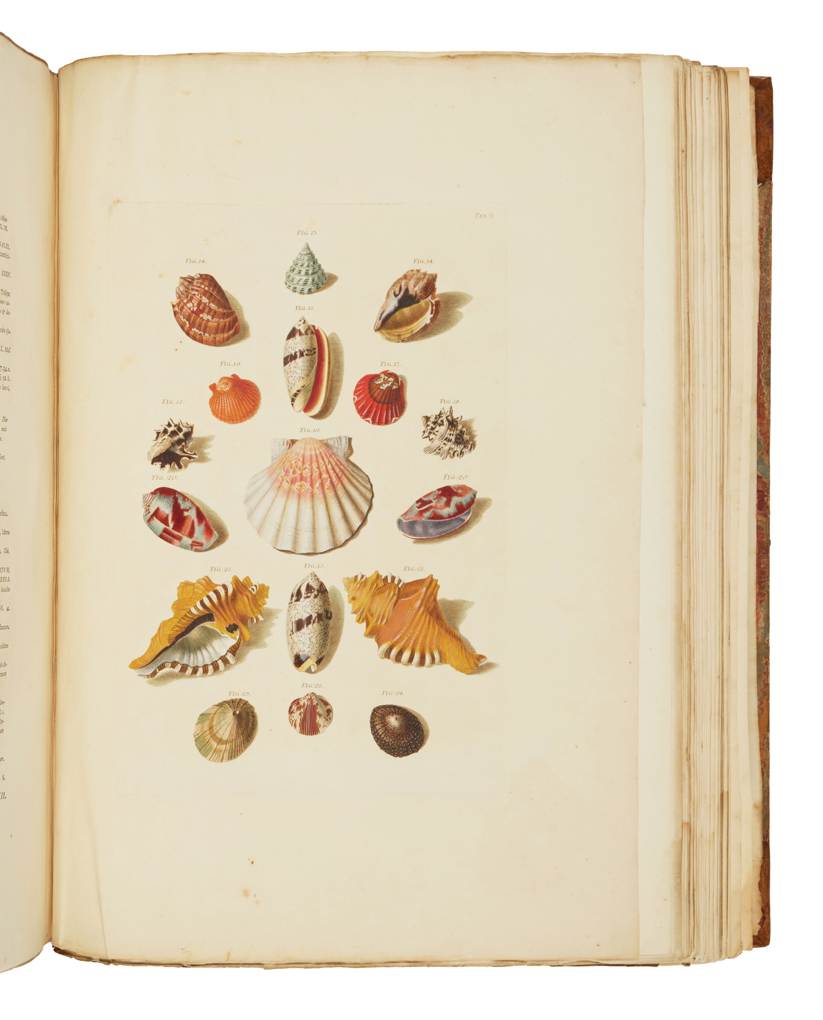 Regenfuss, Franz Michael | The most sumptuous illustrated conchological ...