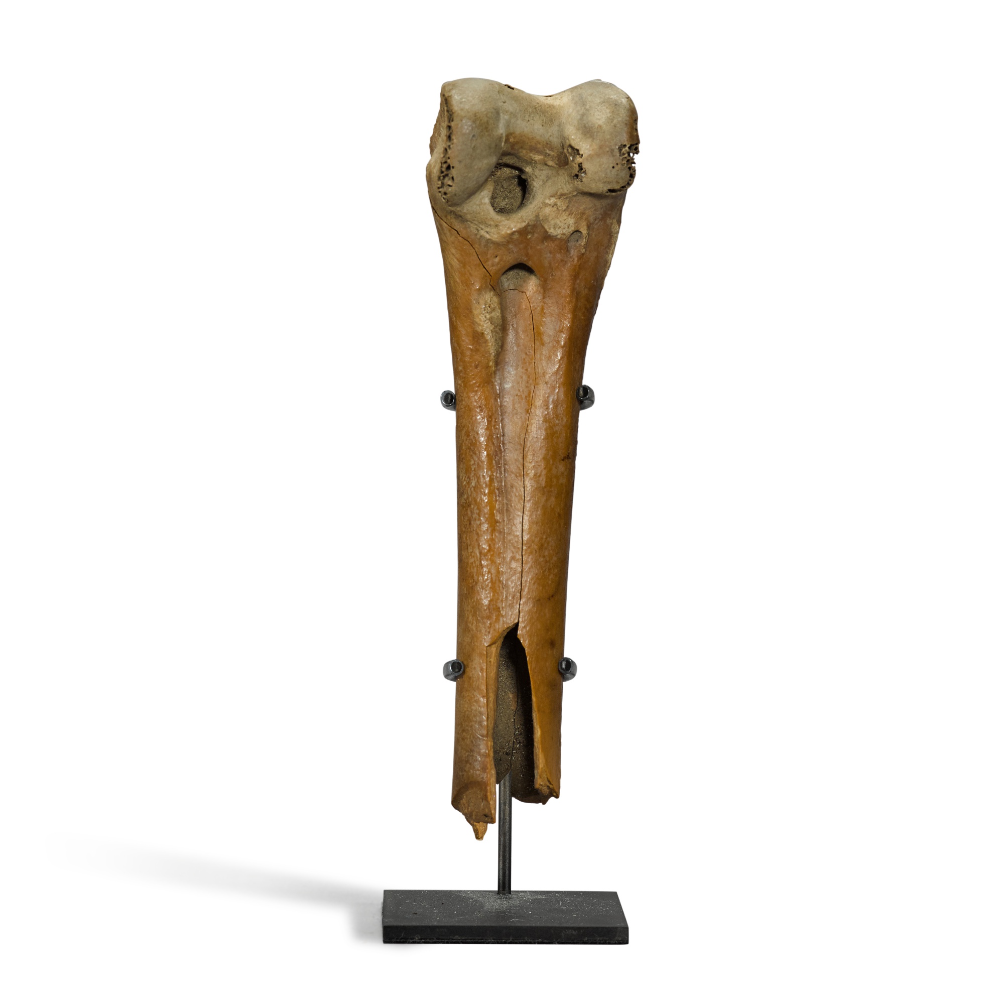 A broken Dodo (Raphus cucullatus) leg bone , circa 1500 | Emma Hawkins ...