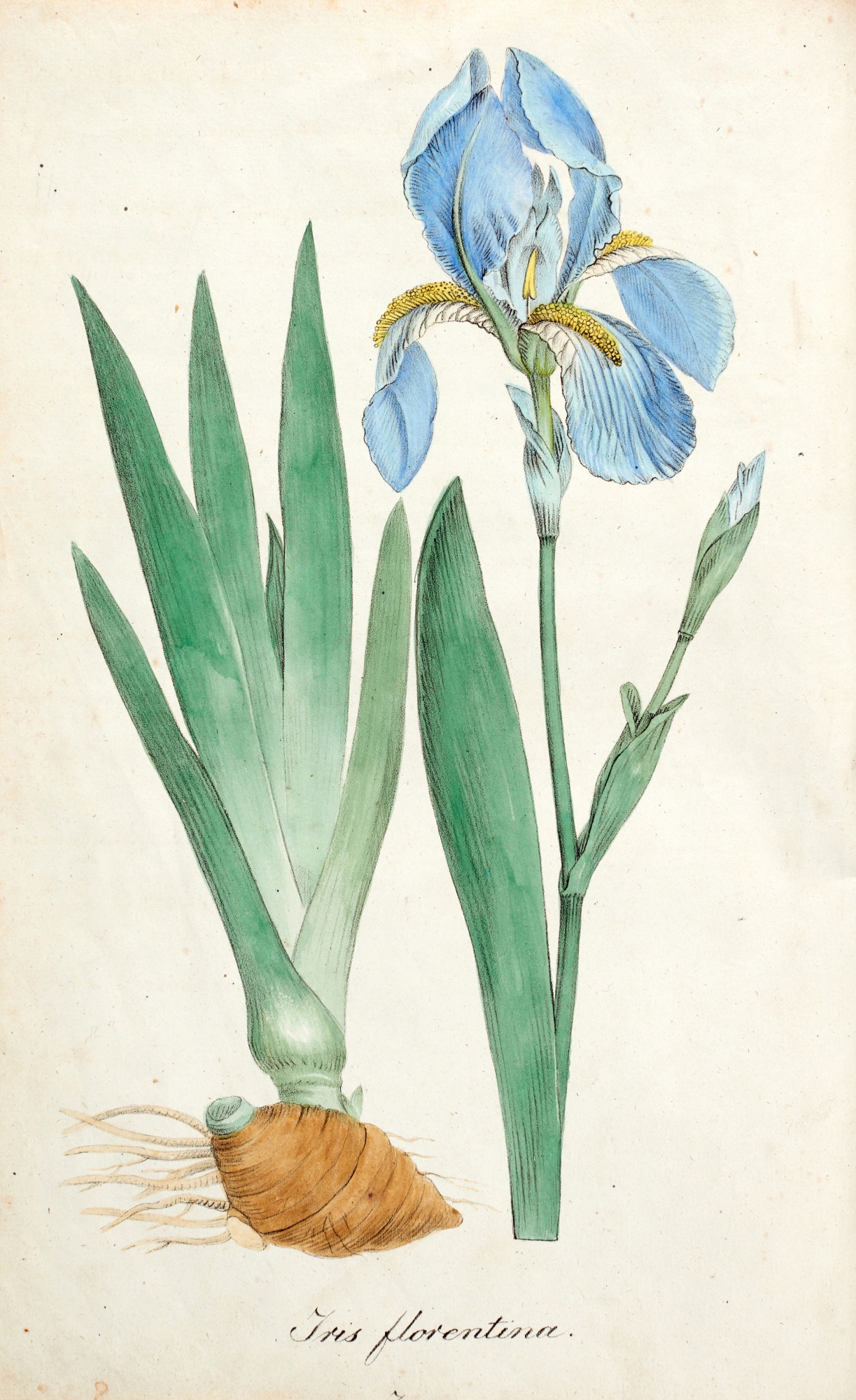 Alois Sterler and Johann Nepomuck Mayerhoffer | Europa's medicinische ...