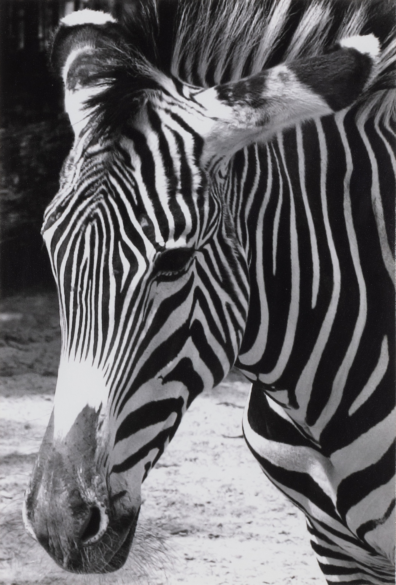 Black and White Things in Black and White | Photographs, Including ...