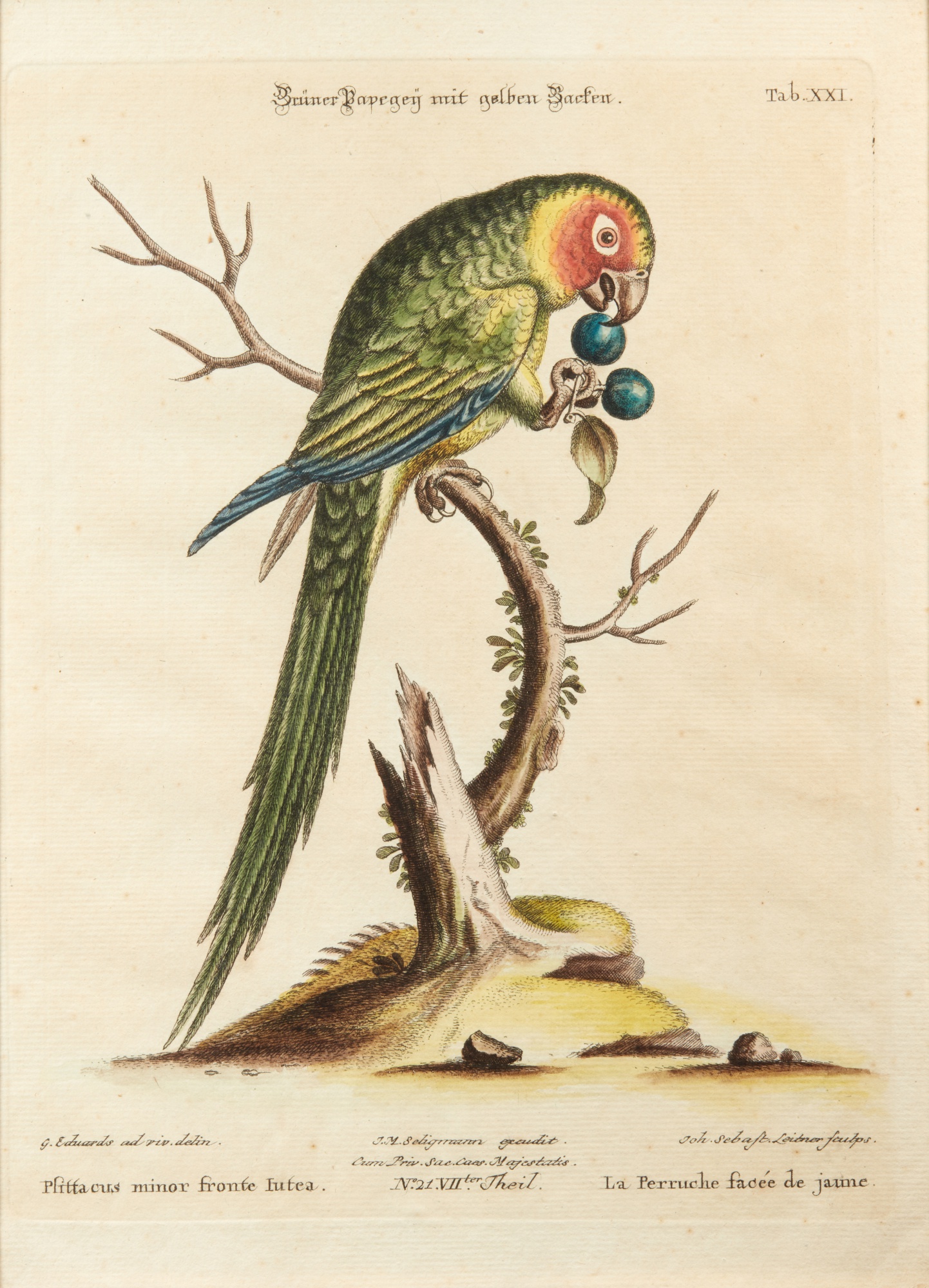 A set of twelve hand-coloured prints of parrots after George Edwards ...