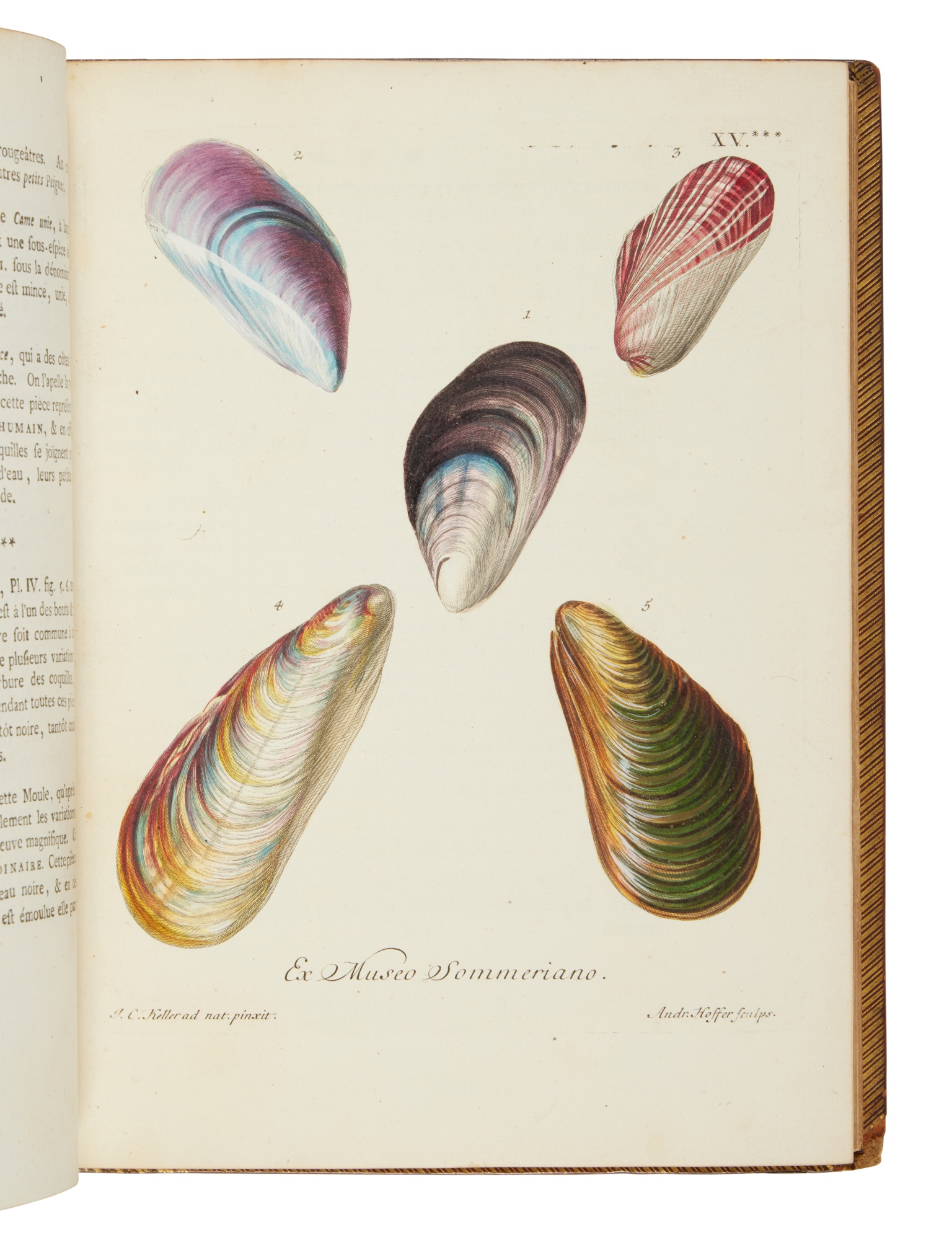 Knorr, Georg Wolfgang | Nearly one thousand shells depicted on 190 ...
