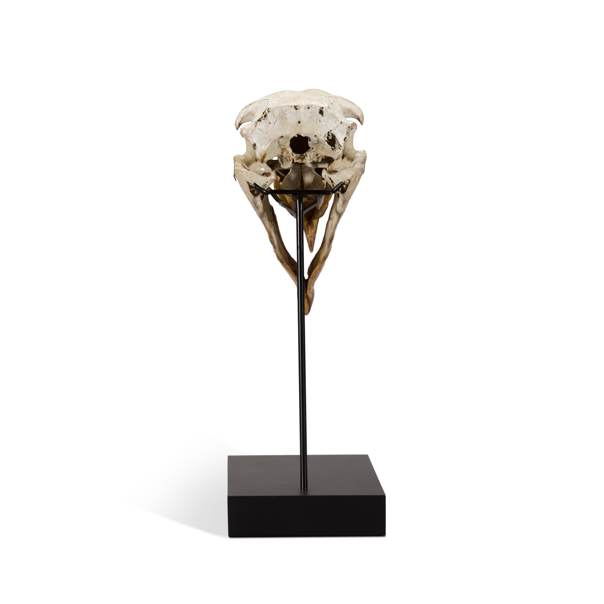 An antique wandering Albatross skull, late 19th/early 20th century ...