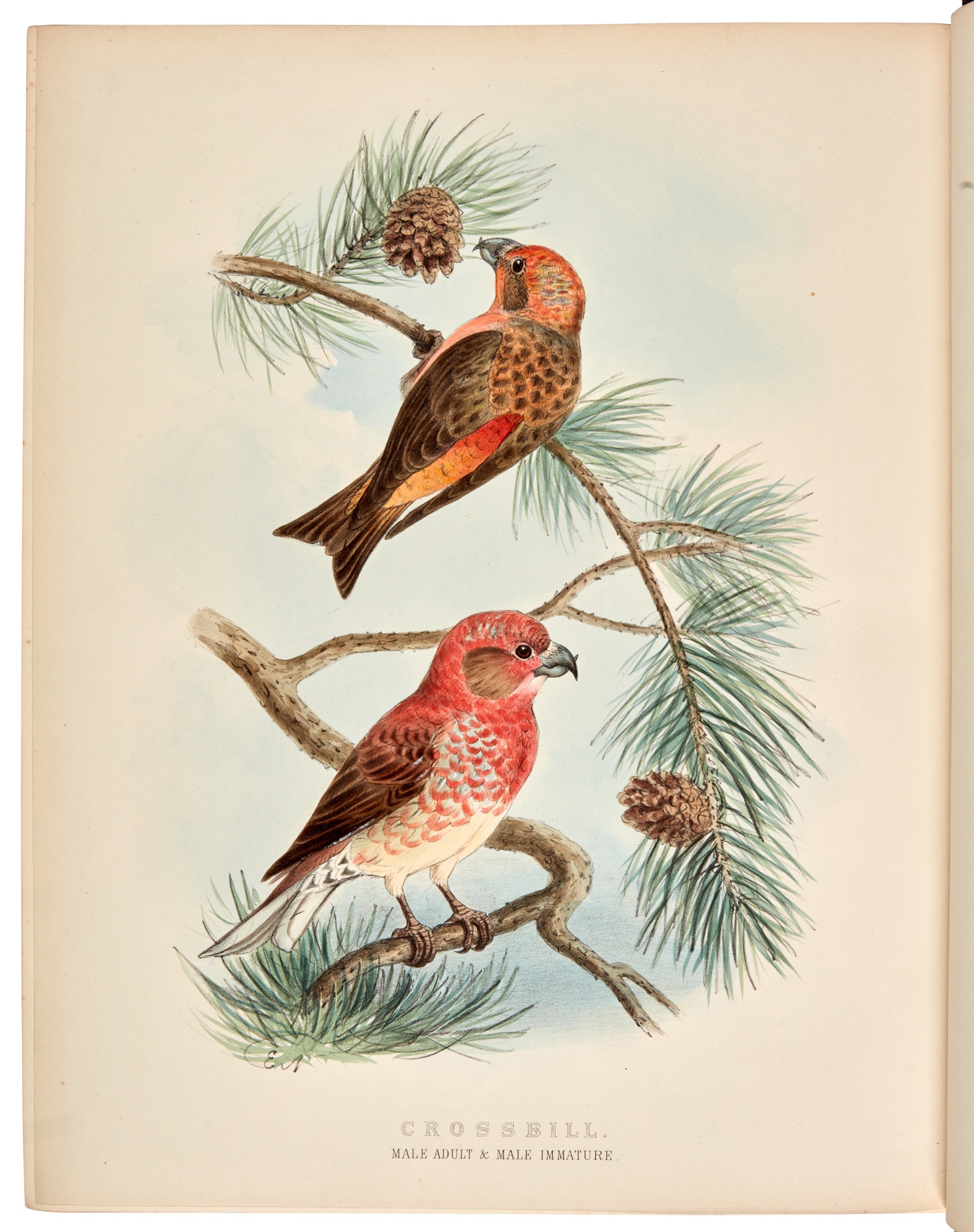 E T Booth Rough Notes On The Birds Observed In The British Islands 1881 87 3 Vol